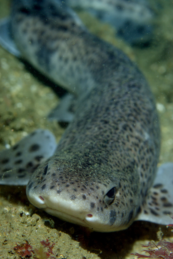 Catsharks (Scyliorhinidae) - Marine Life Identification