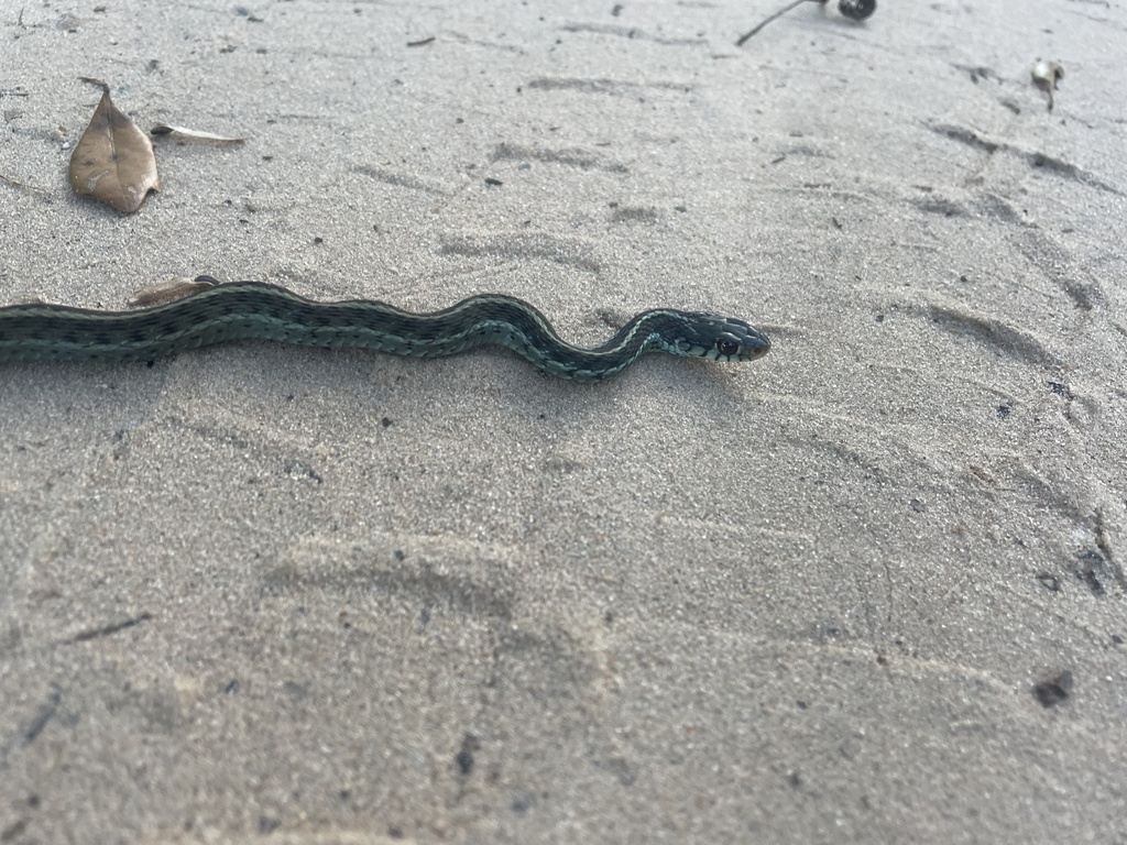 Common Garter Snake from Avalon Rd, Lamont, FL, US on December 9, 2023 ...