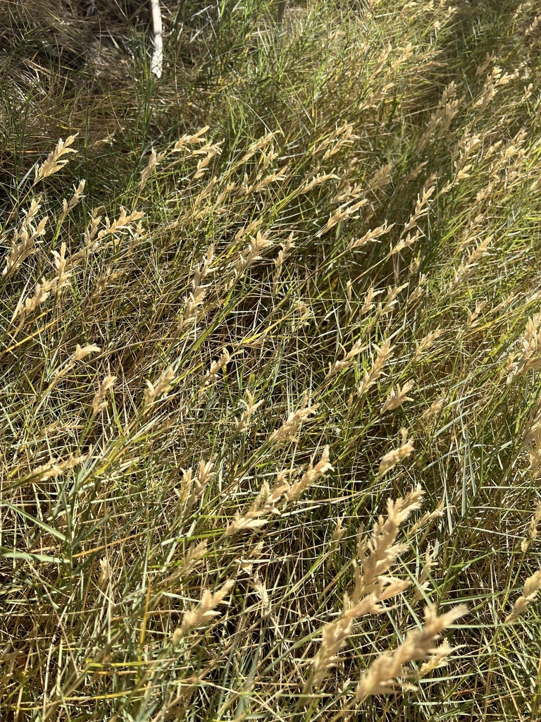 Saltgrass from Thousand Palms, CA, US on December 10, 2023 at 10:19 AM ...