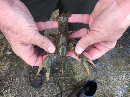Crawzilla Crawdad (Lacunicambarus chimera) · iNaturalist