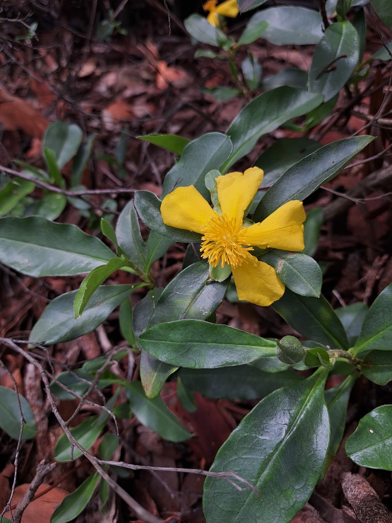 Climbing Guinea flower from Somersby NSW 2250, Australia on December 12, 2023 at 10:51 AM by ...