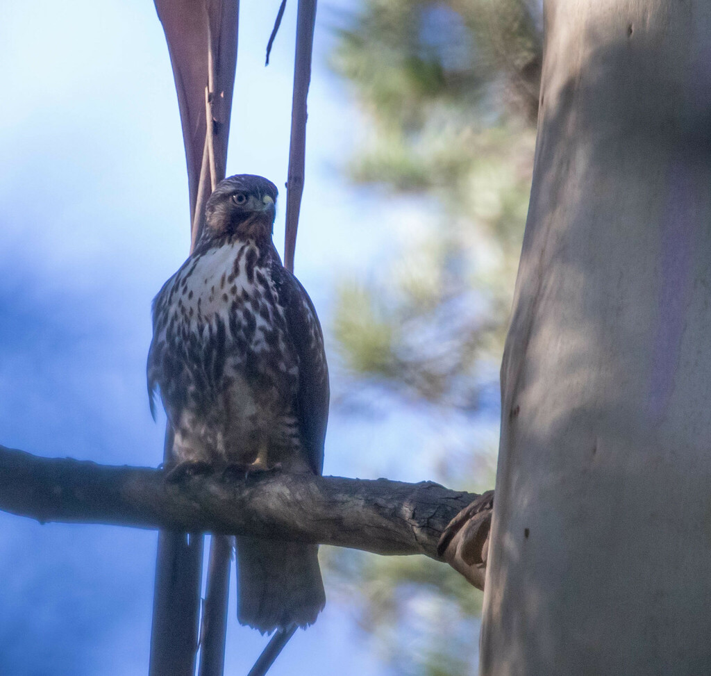 Red-tailed Hawk from Joaquin Miller Park, Oakland, CA, USA on December 11, 2023 at 10:05 AM by ...