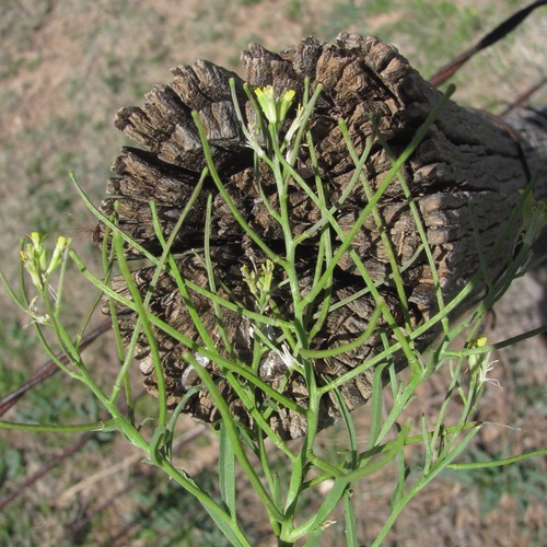 Spreading Wallflower (Erysimum repandum)