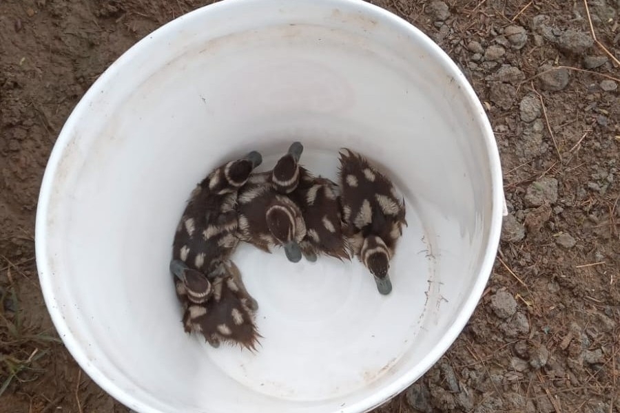 Pijije Alas Blancas desde Santo Domingo el 09 de diciembre de 2023 a ...