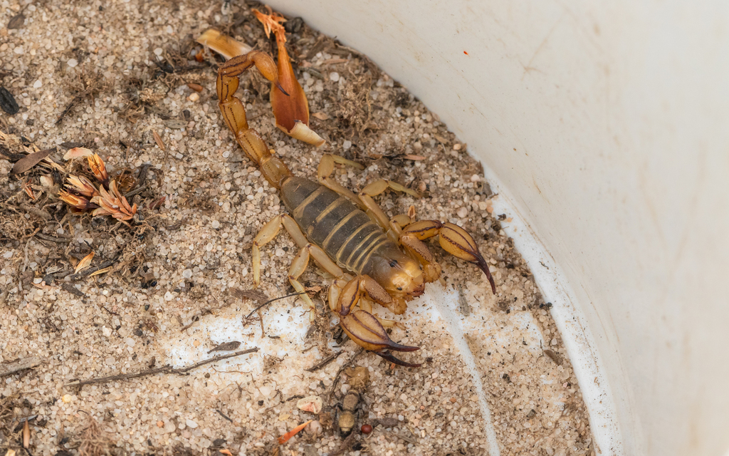 Urodacus from Ngarkat SA 5302, Australia on December 5, 2023 at 10:15 ...