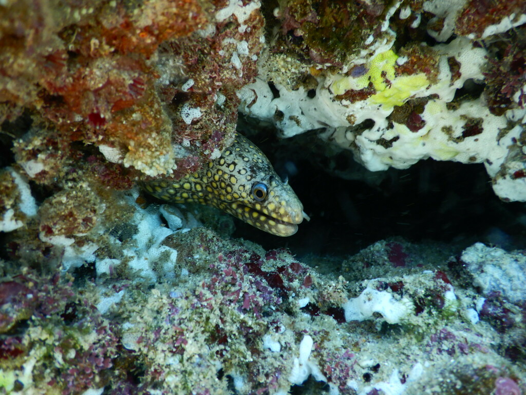 Jewel Moray from Aquila, MX-MC, MX on January 8, 2017 at 05:27 PM by ...