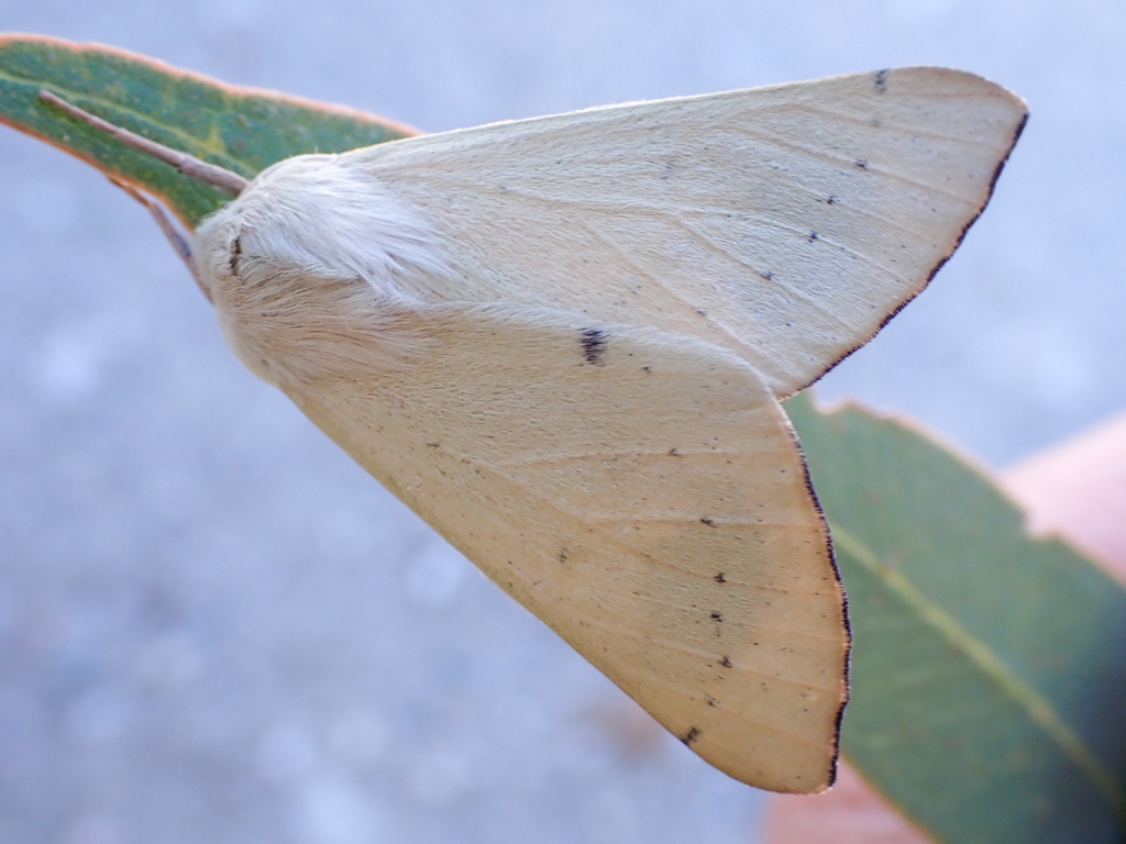 Arhodia from Narridy SA 5523, Australia on October 19, 2023 at 06:50 AM ...