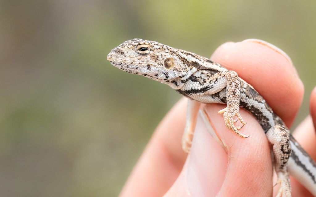 Southern Mallee Dragon from Ngarkat SA 5302, Australia on December 5 ...