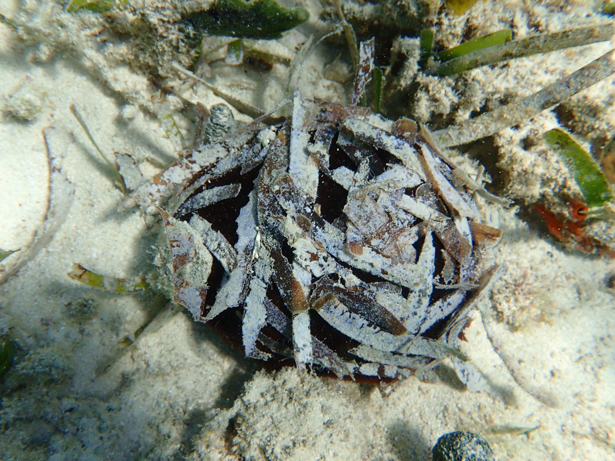 Clypeaster rosaceus (Linnaeus, 1758)