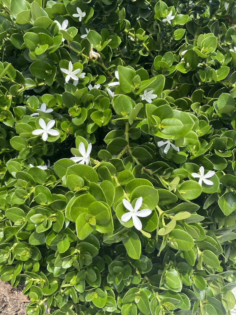 Natal Plum from The Heights Bvd, Pimpama, QLD, AU on December 12, 2023 at 11:55 AM by ...