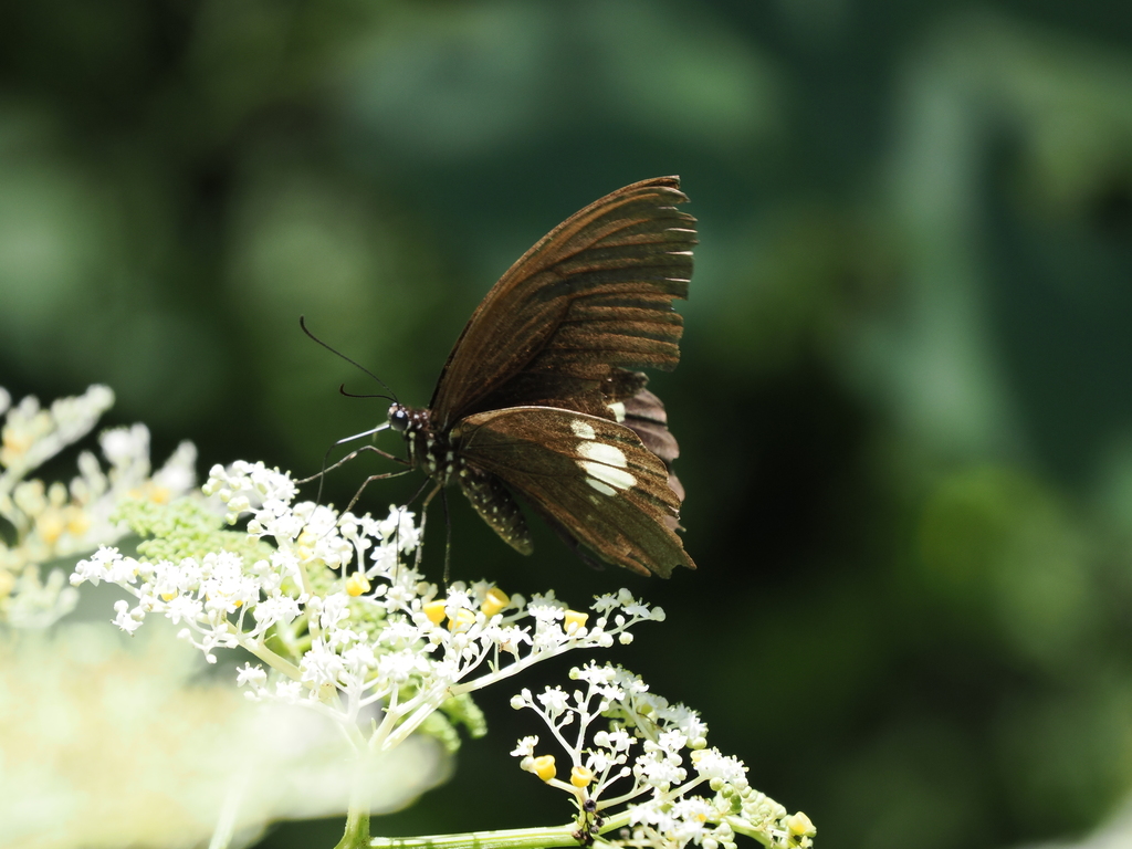 Common Raven Butterfly from 336台灣桃園市復興區 on July 31, 2022 at 10:17 AM by ...