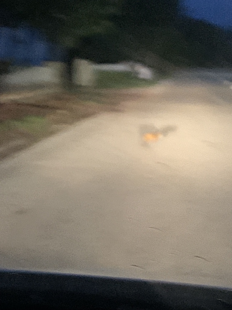 Central American Agouti from Grand Cayman, East End, KY on December 11 ...