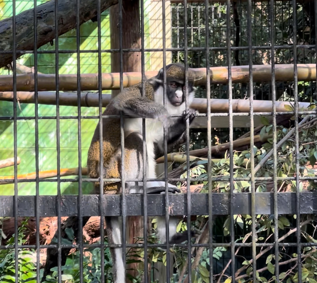 Lesser Spot-nosed Monkey from Central Florida Zoo & Botanical Gardens ...