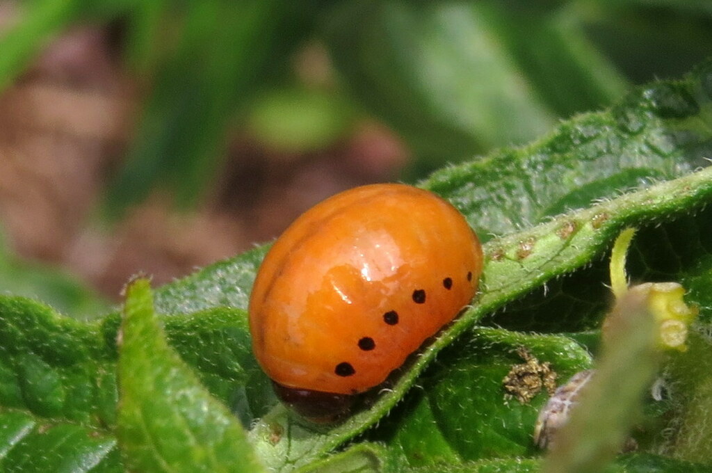 Doryphorina from Greenbelt, MD, USA on July 19, 2014 at 02:23 PM by ...