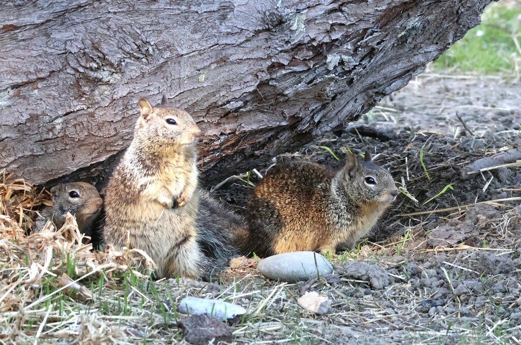California Ground Squirrel from San Luis Obispo County, CA, USA on ...