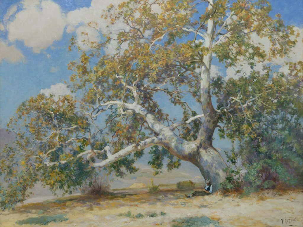 western sycamore (Platanus racemosa) - Botanical Realm