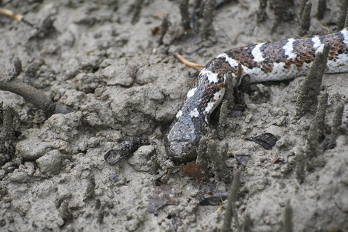 Observations by moz52 · iNaturalist