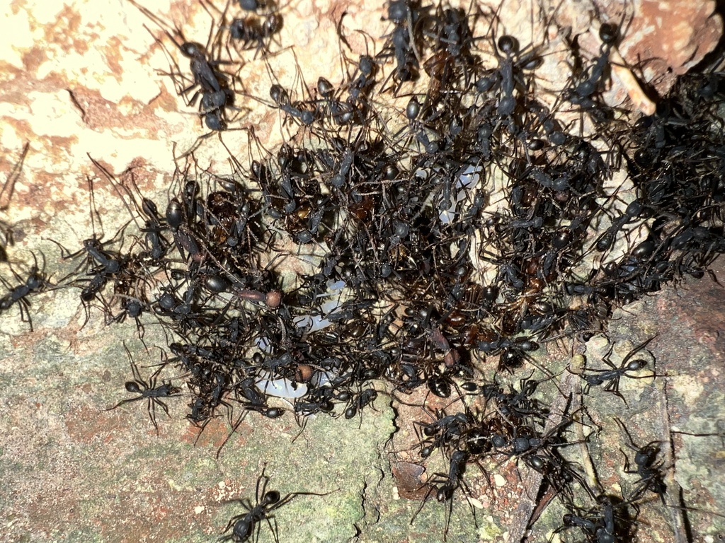 Eciton burchellii parvispinum from Ciclopista a Dzitnup, Valladolid, Yuc., MX on December 11 ...