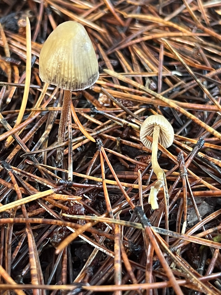 Psilocybe pelliculosa in December 2023 by leahparr · iNaturalist