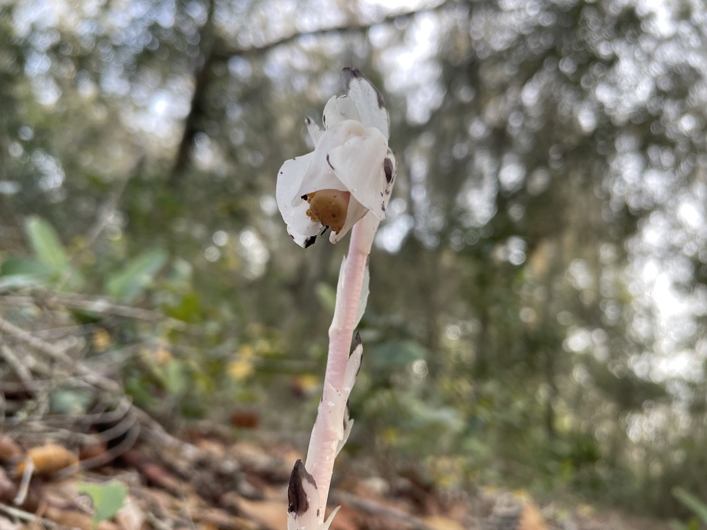 Ghost Pipe in December 2023 by rockeater · iNaturalist