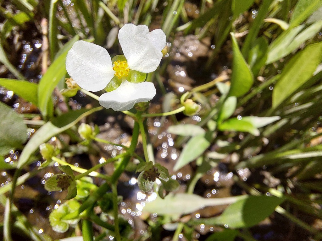 Delta Arrowhead from Brisbane QLD, Australia on December 12, 2023 at 12 ...