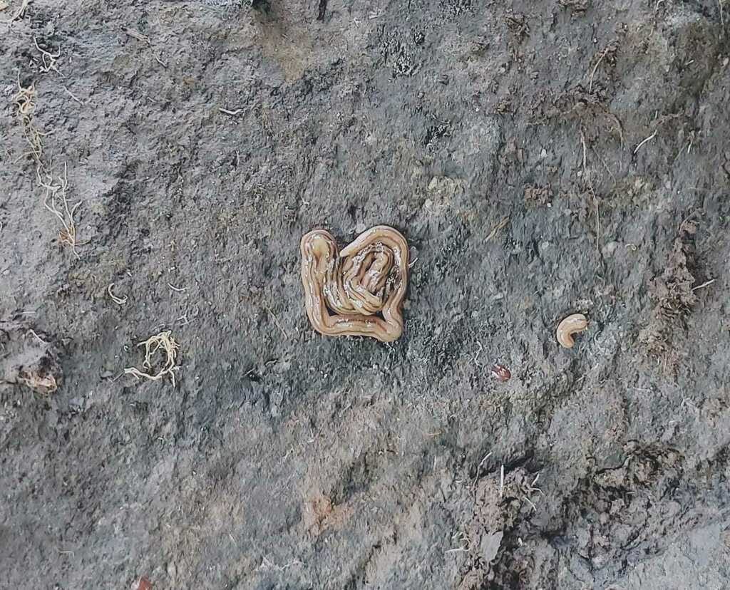 Shovel-headed Garden Worm from Itchimbía, Quito, Ecuador on December 11 ...