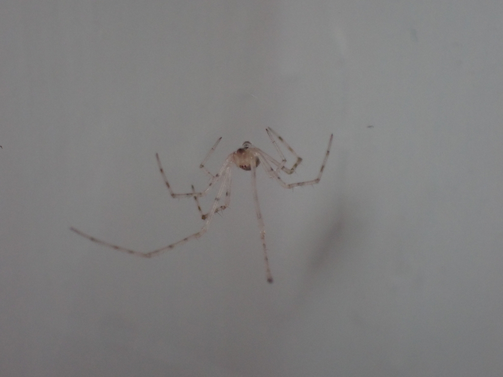 White porch spider from Grassy TAS 7256, Australia on December 4, 2023 ...