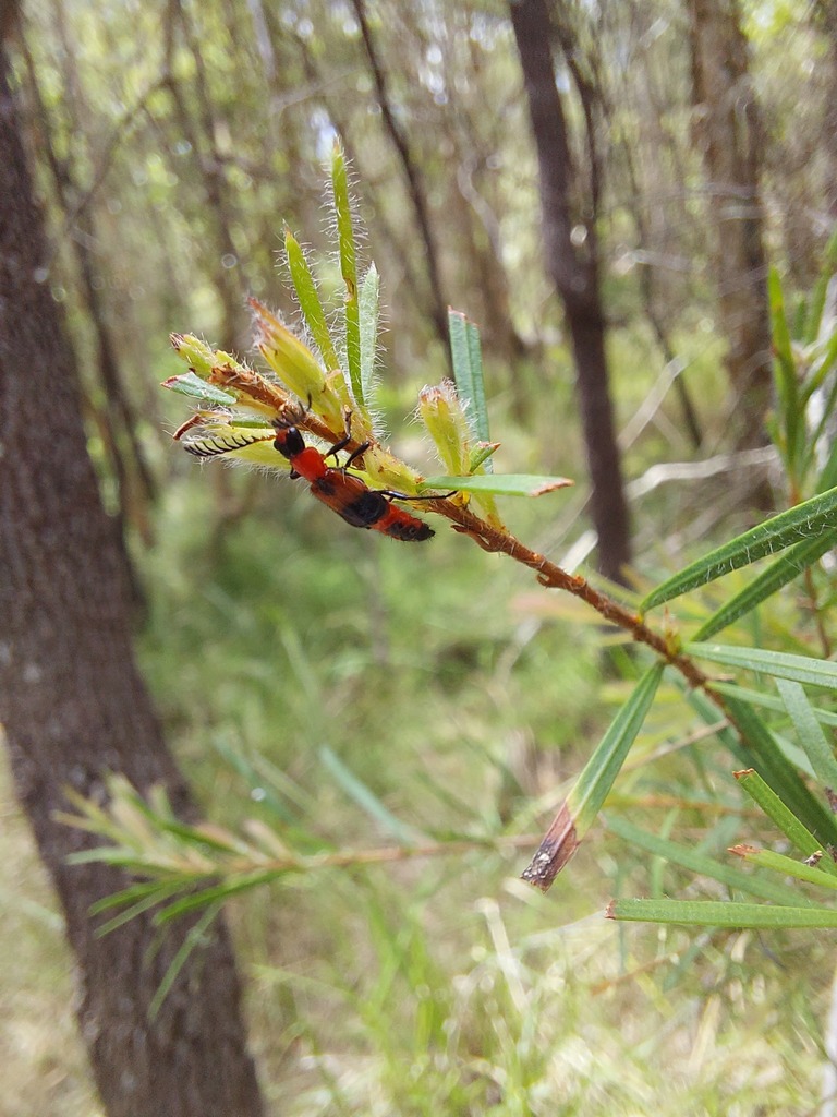 Insects from Brisbane QLD, Australia on December 12, 2023 at 12:40 PM ...