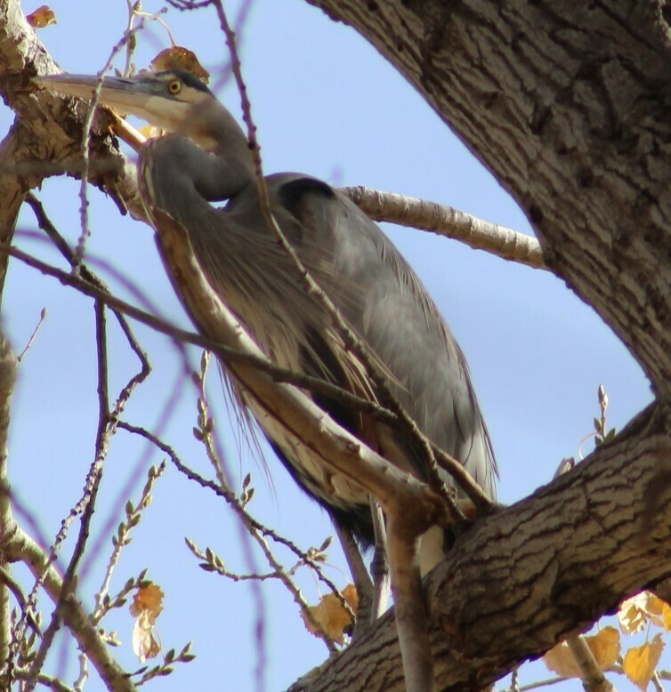 Great Blue Heron from Cornville, AZ 86325, USA on December 11, 2023 at ...