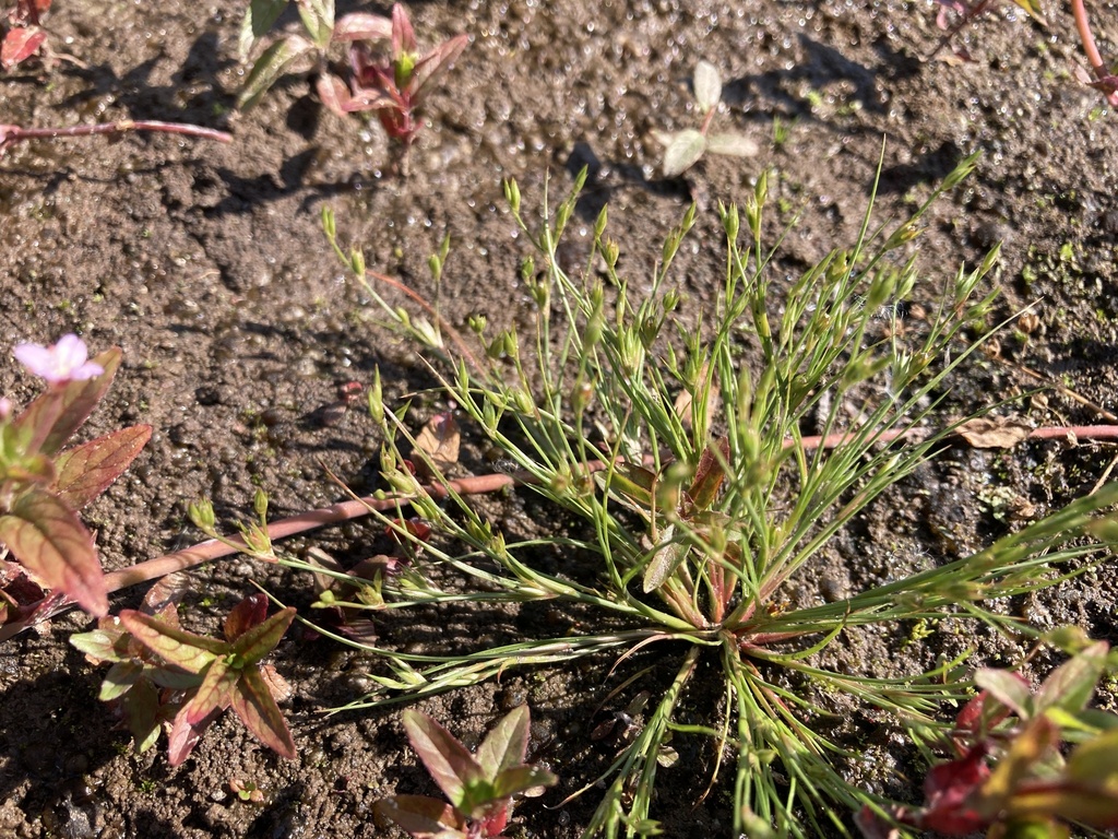 Toad rush from Emmons Glacier moraine, Mount Rainier National Park ...