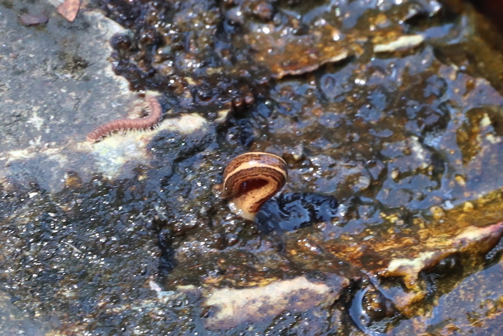 Jawed Land Leeches from Broken River QLD 4757, Australia on December 2 ...