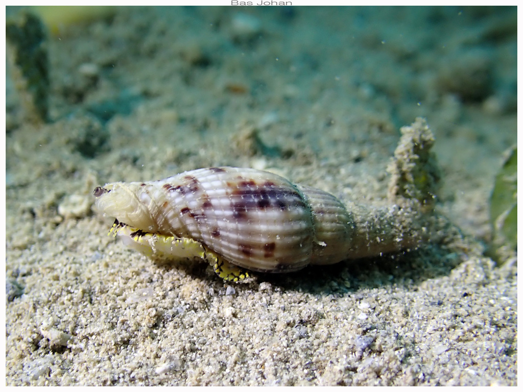Myurella from Baie des Citrons - Noumea on December 10, 2023 at 02:38 ...