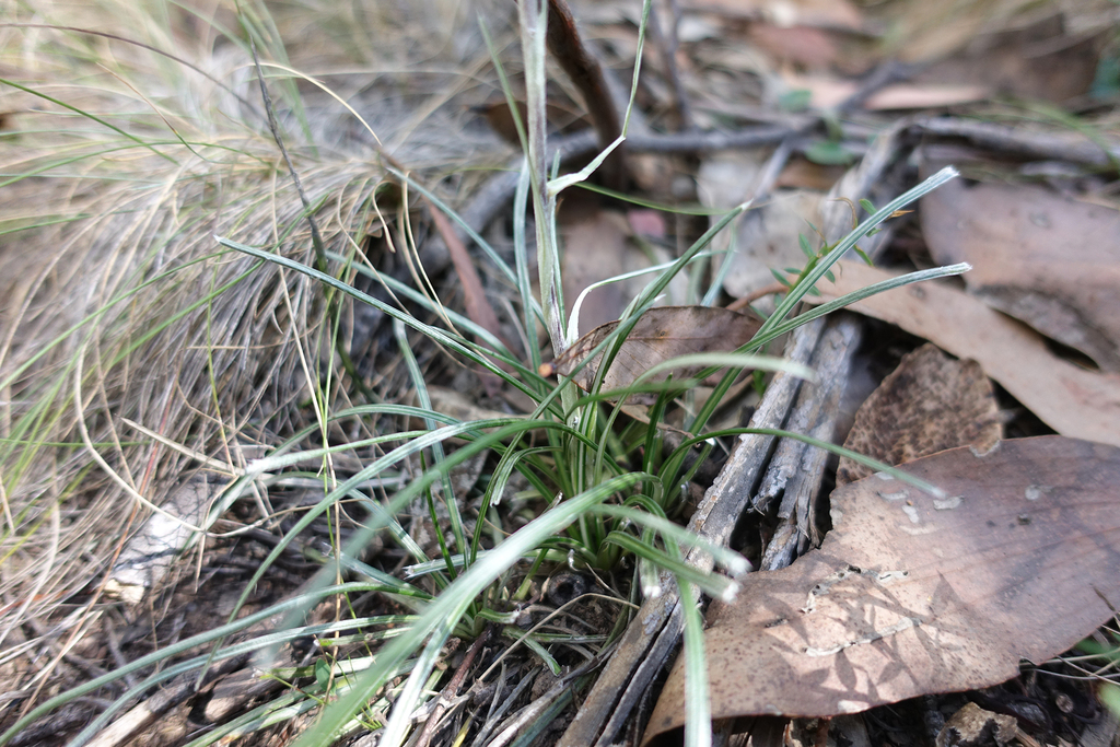 Slender Snow-daisy (Celmisia pugioniformis) - Botanical Realm