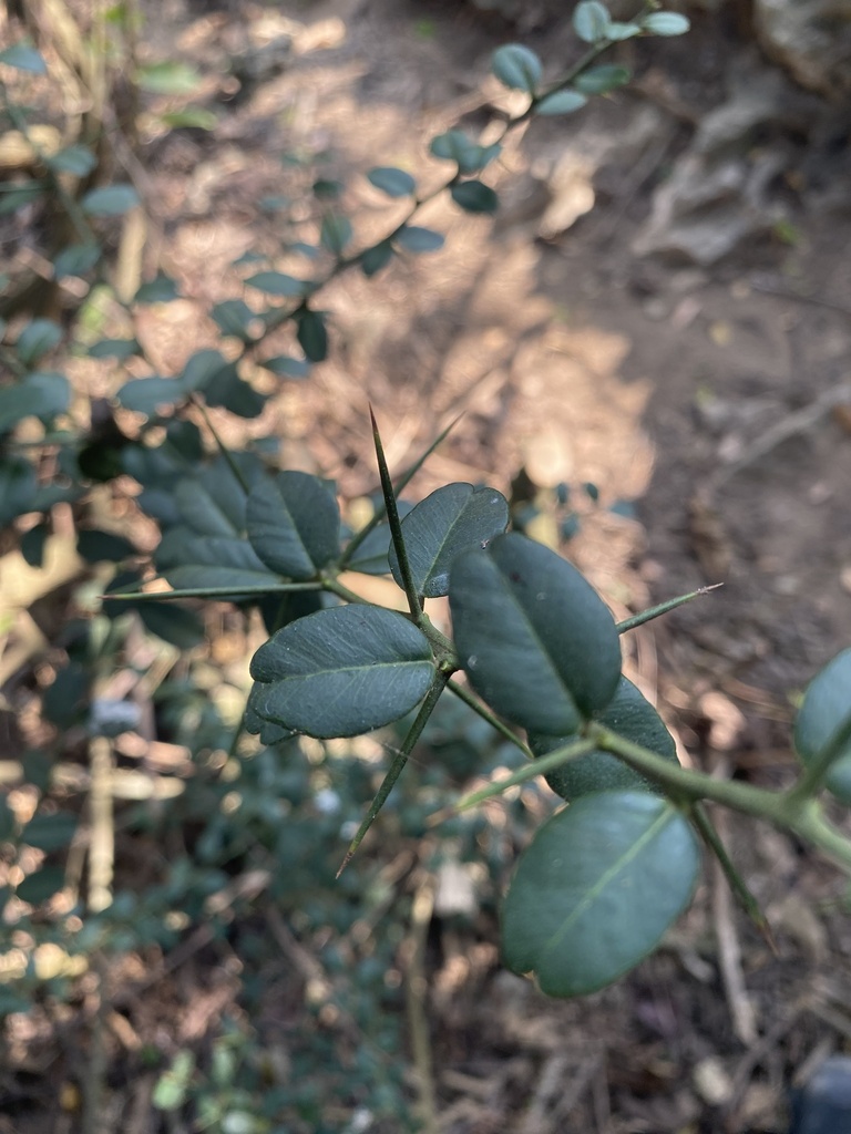 Chinese box-orange from 壽山國家自然公園, 鼓山區, KHH, TW on December 12, 2023 at ...