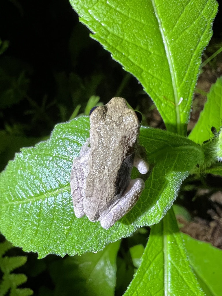Holarctic Treefrogs from Shawnee National Forest, Tunnel Hill, IL, US ...