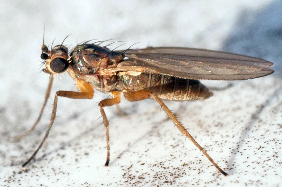 Small Grass Fly from Kokkola, Suomi on October 29, 2013 at 01:21 PM by ...