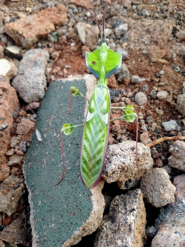 Giant Devil's Flower Mantis from Mwakitau, Kenya on December 12, 2023 ...