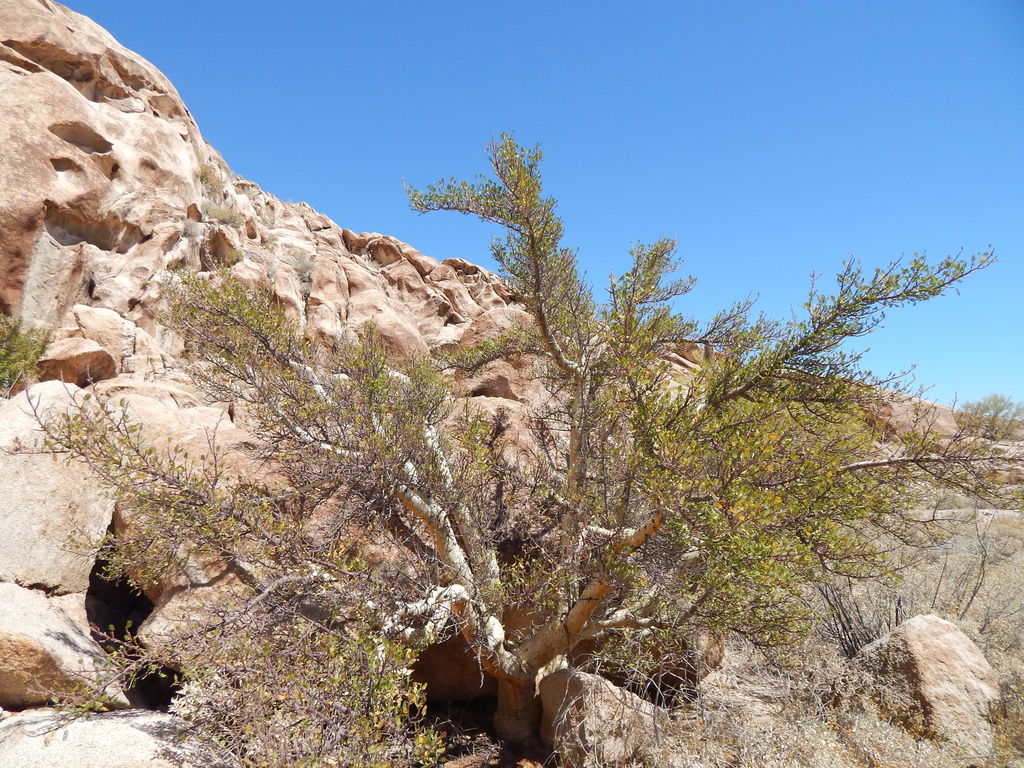elephant tree from Barry Goldwater Range, Wellton, AZ, US on April 1 ...