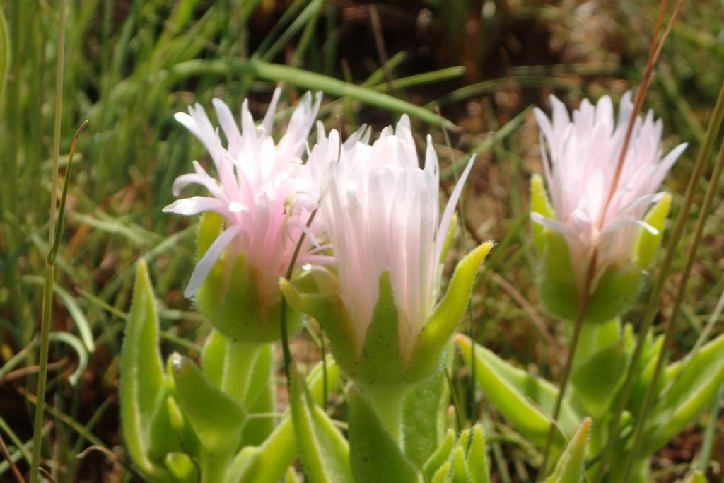 Flatleaf Sheepfig from Gert Sibande District Municipality, South Africa ...
