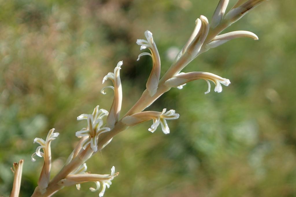 Aloe jeppeae from Gert Sibande, Mpumalanga, South Africa on December 4 ...