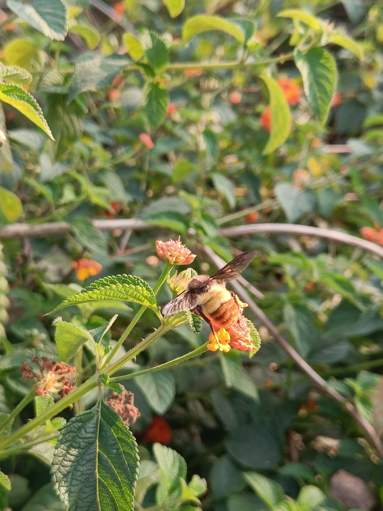 Bumble Bees from 8XG8+VC6, Mitthi Behri, Indian Military Academy ...