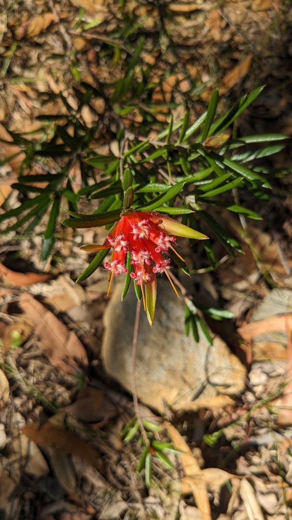 Mountain Devil in December 2023 by soumali · iNaturalist