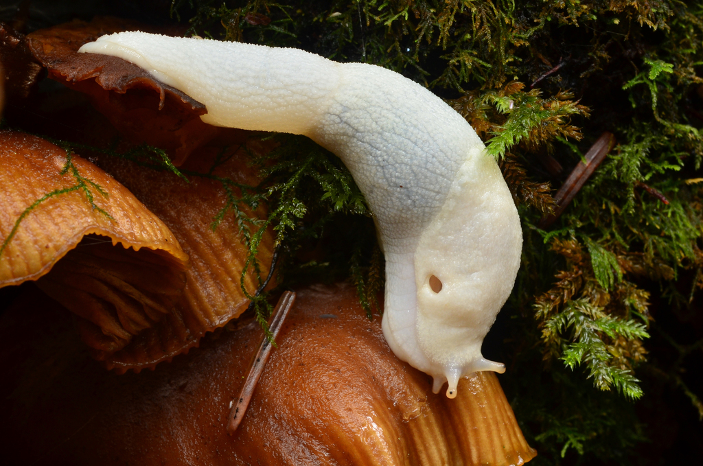 Taildropper Slugs from Lincoln County, OR, USA on December 11, 2023 at ...