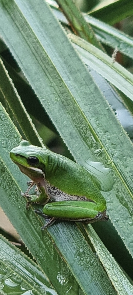 Eastern Dwarf Tree Frog from Alexandria NSW 2015, Australia on December ...