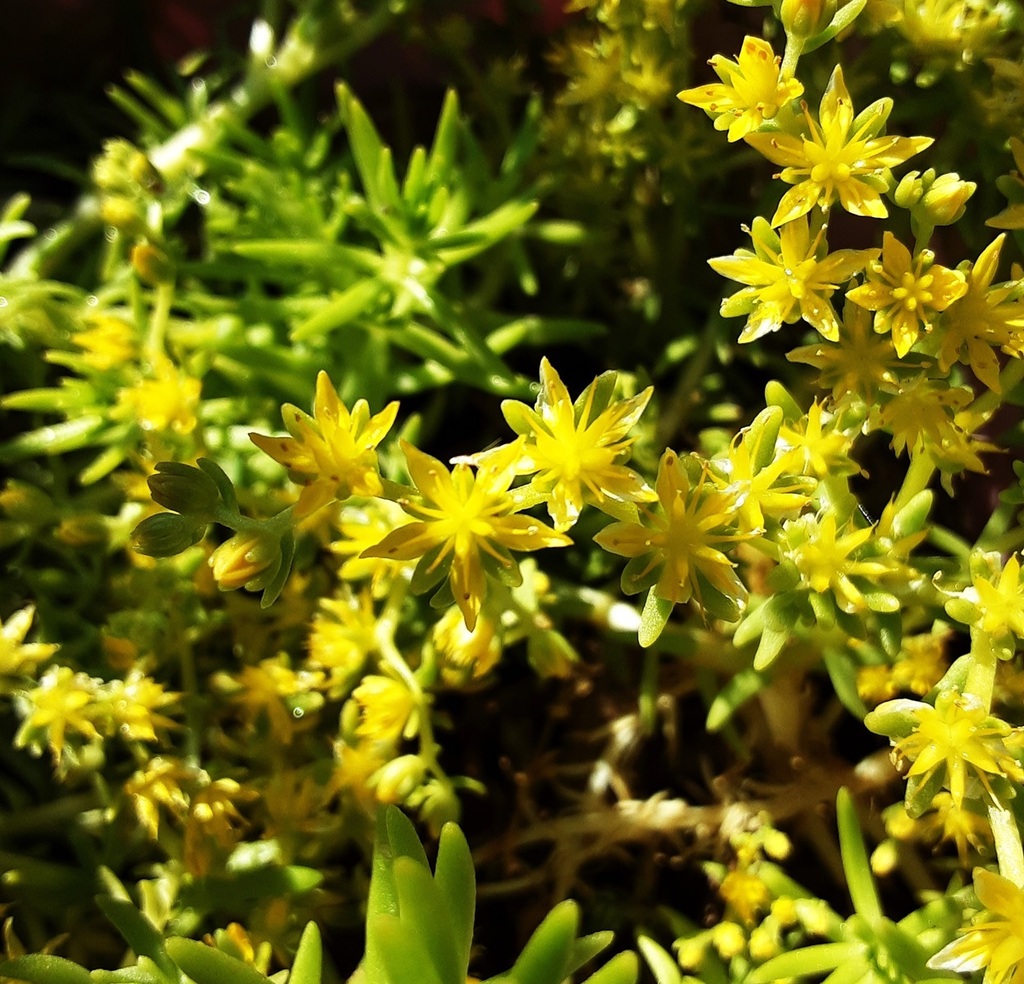 Mexican Stonecrop from Blackmans Flat NSW 2790, Australia on December ...