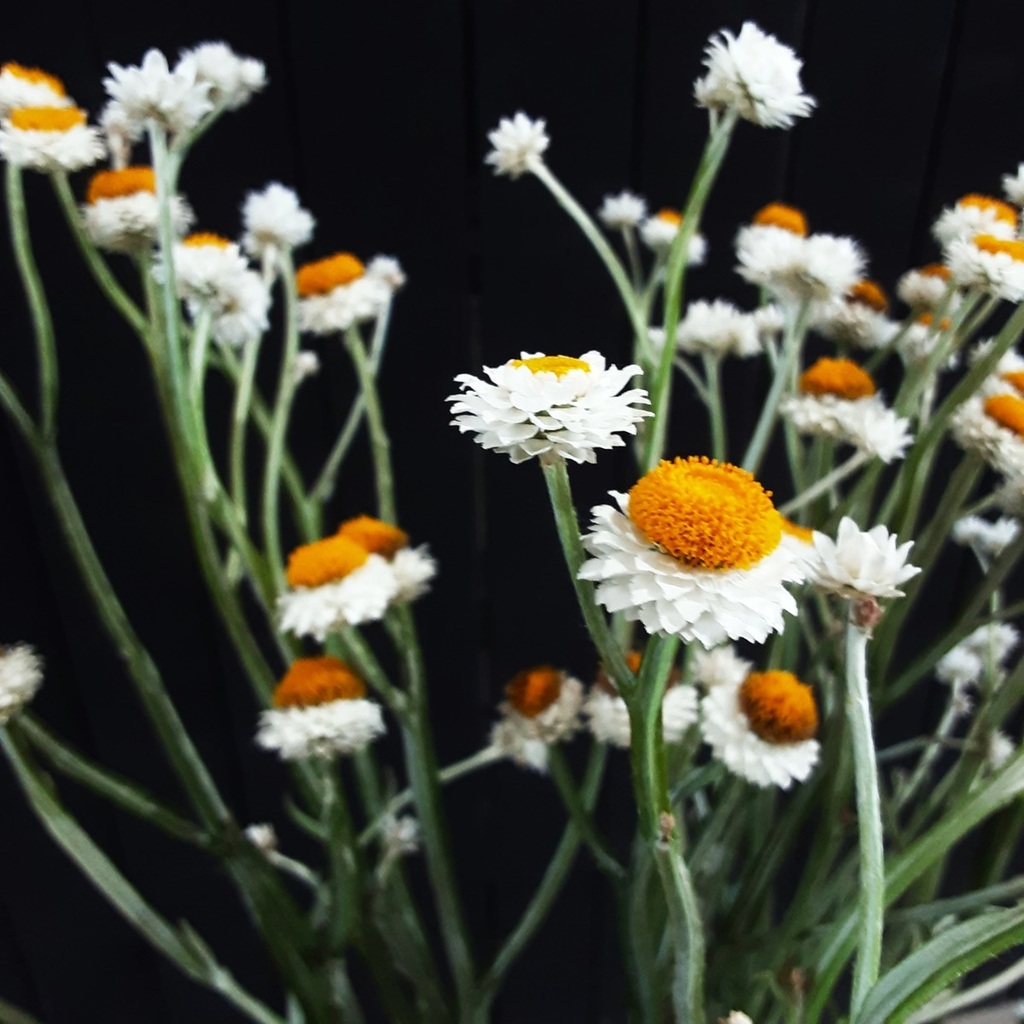 Winged Everlasting Daisy from Blackmans Flat NSW 2790, Australia on ...