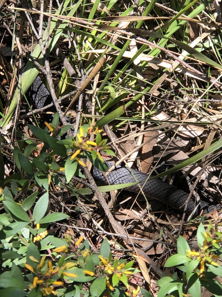 Red-bellied Black Snake from Katoomba, NSW, Australia on December 12 ...