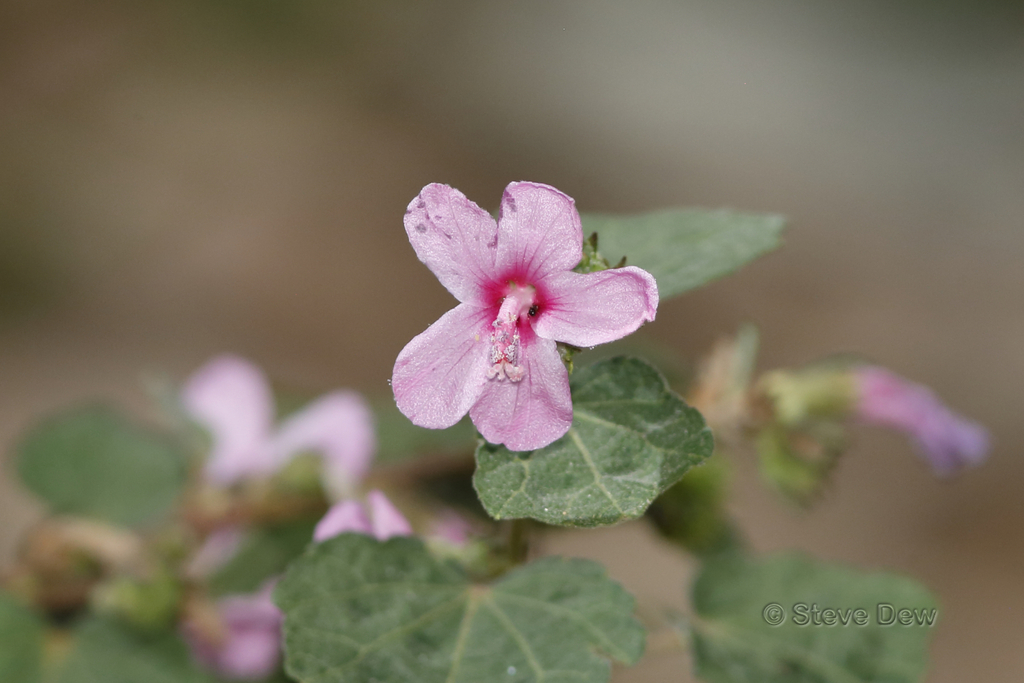 Caesar weed from Nebo QLD 4742, Australia on September 12, 2023 at 08: ...