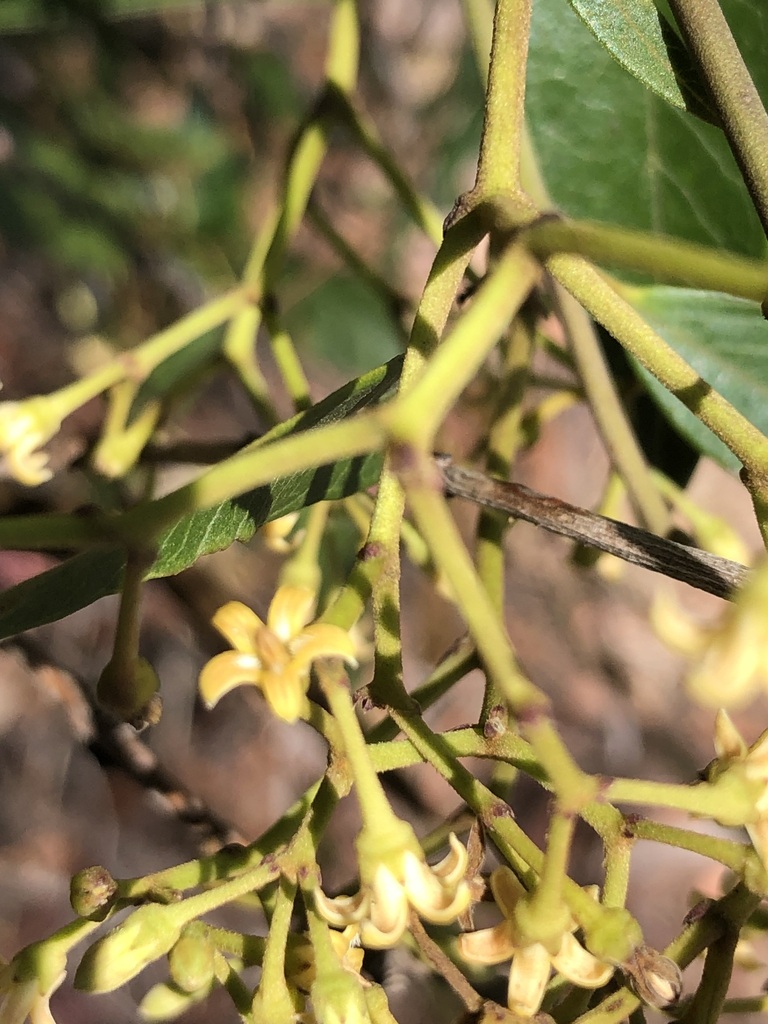 Common Silkpod from Katoomba, NSW, Australia on December 12, 2023 at 12:50 PM by helen_y ...