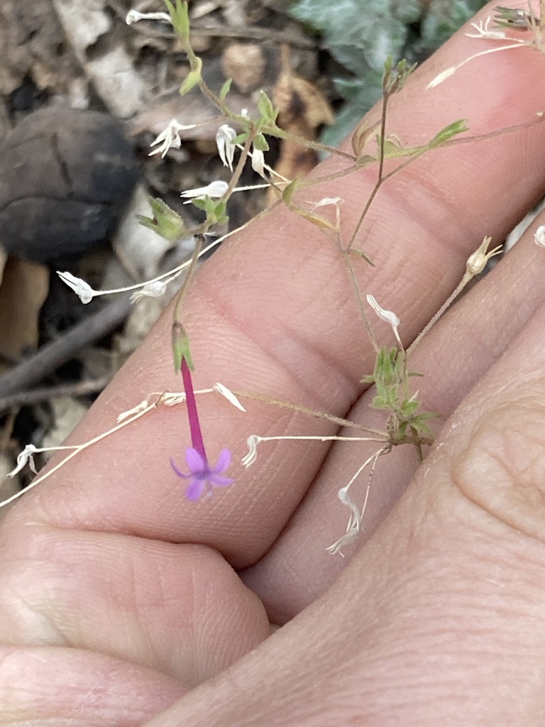 purple false gilia from 8 Mile Rd, Camino, CA, US on November 30, 2023 ...